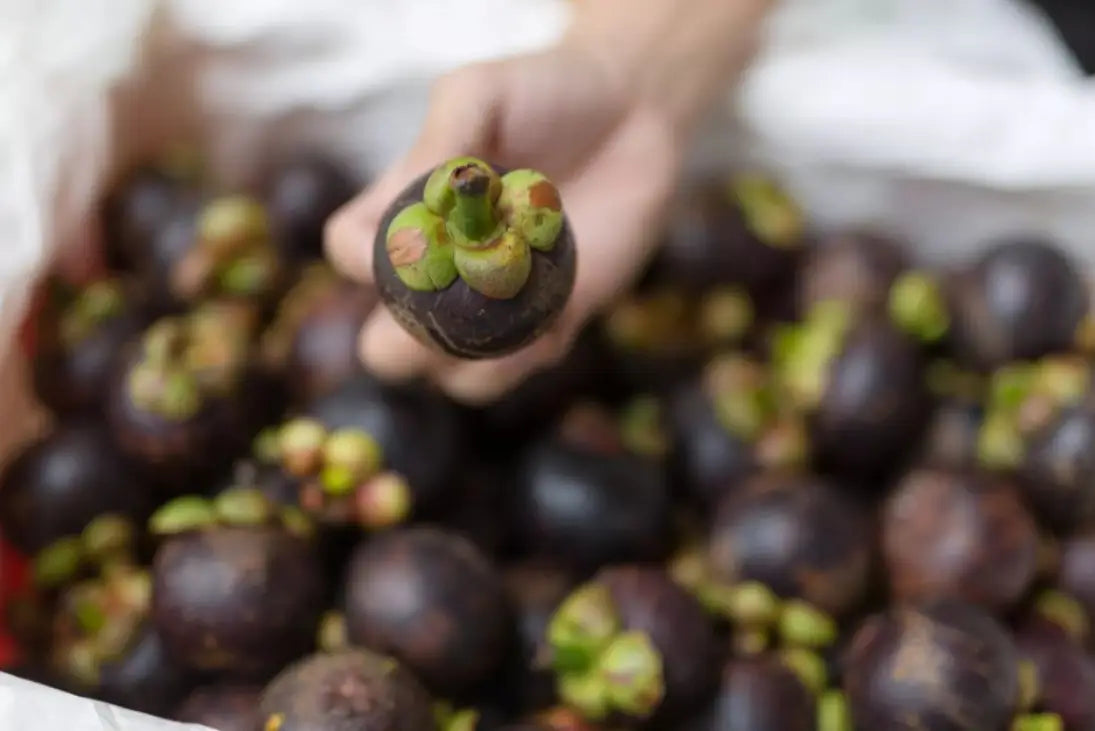 Mangosteen Fruit Benefits: Health Secrets Backed by Science – FrooTree